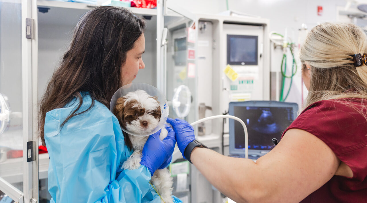 Pet Emergency & Critical Care In Scarborough, ME | MVMC
