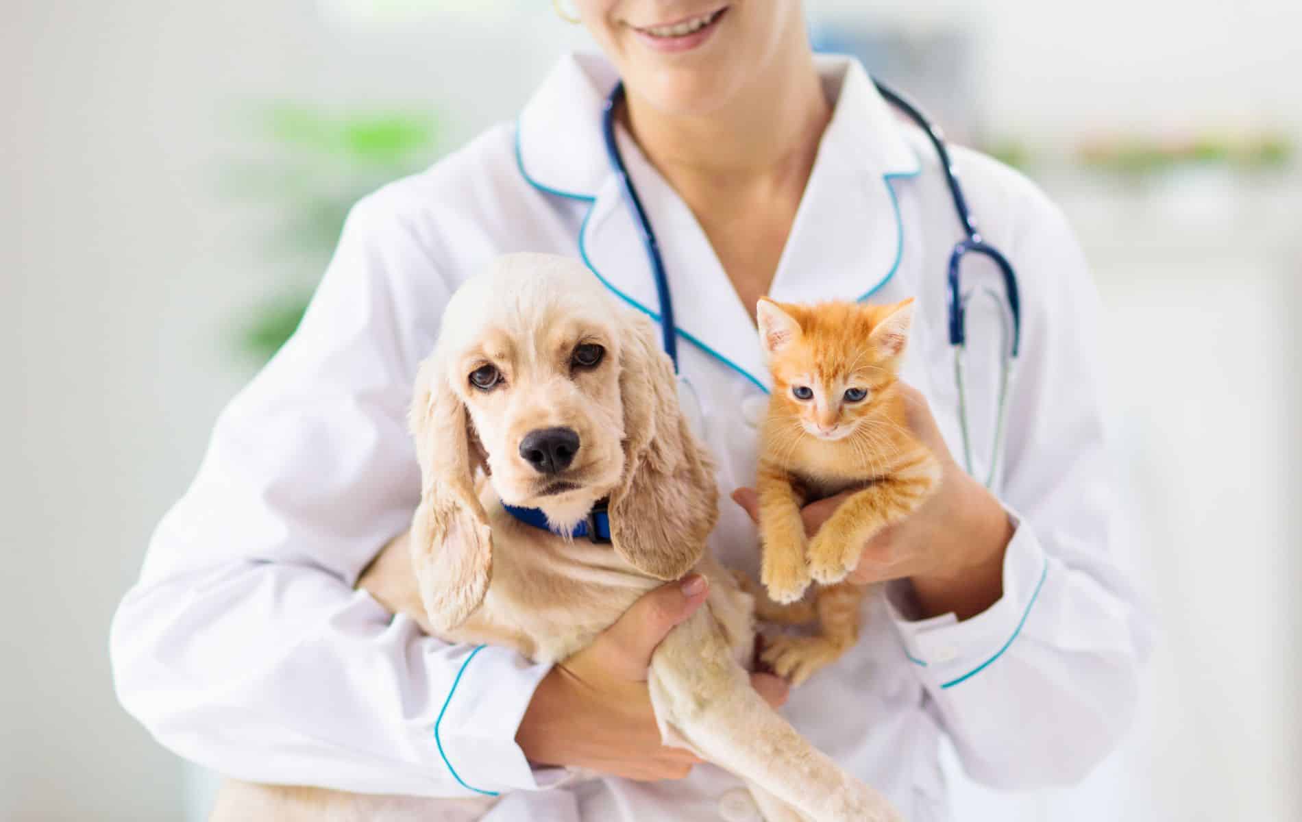 Urinary Cystatin B: An Internist's Perspective | Maine Veterinary ...