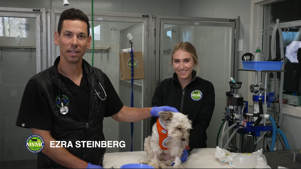 Closed Suction Drains | Maine Veterinary Medical Center