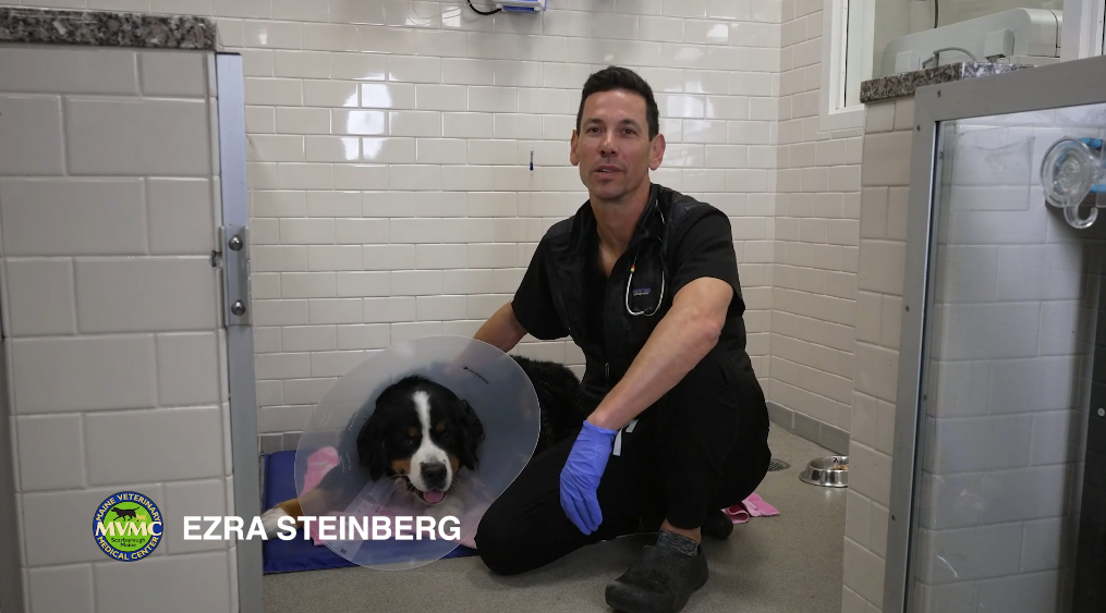 TPLO Postop Care | Maine Veterinary Medical Center