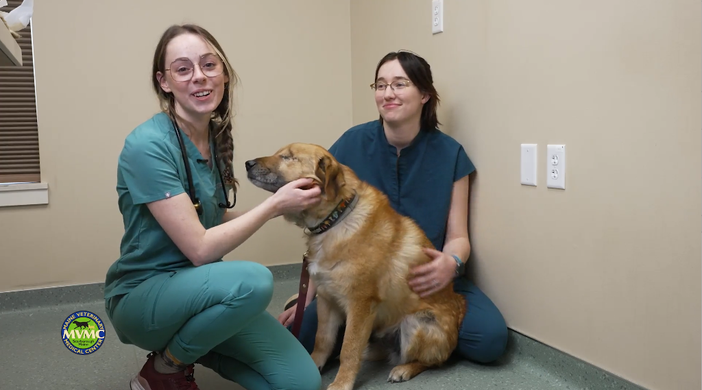 Subcutaneous Fluid Administration | Maine Veterinary Medical Center