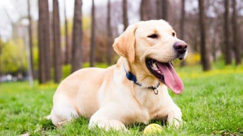 Copper Storage Liver Disease In Dogs: Genetics Or Diet? | Maine ...